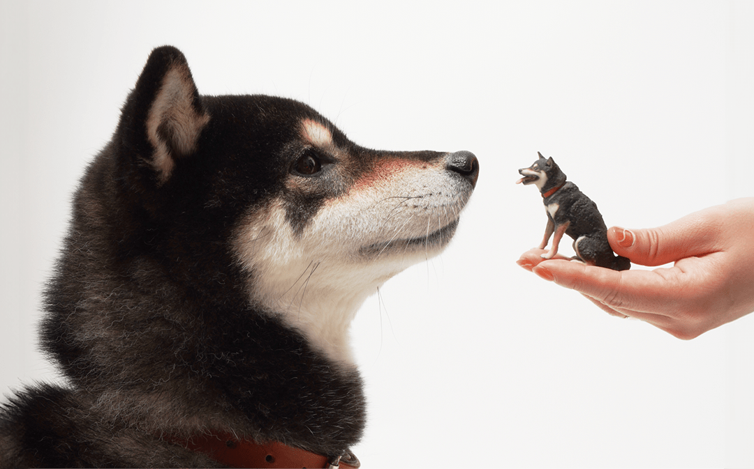Pet & 3D ペットの3Dスキャン (東中野) – PINSTUDIO Pet & Photo